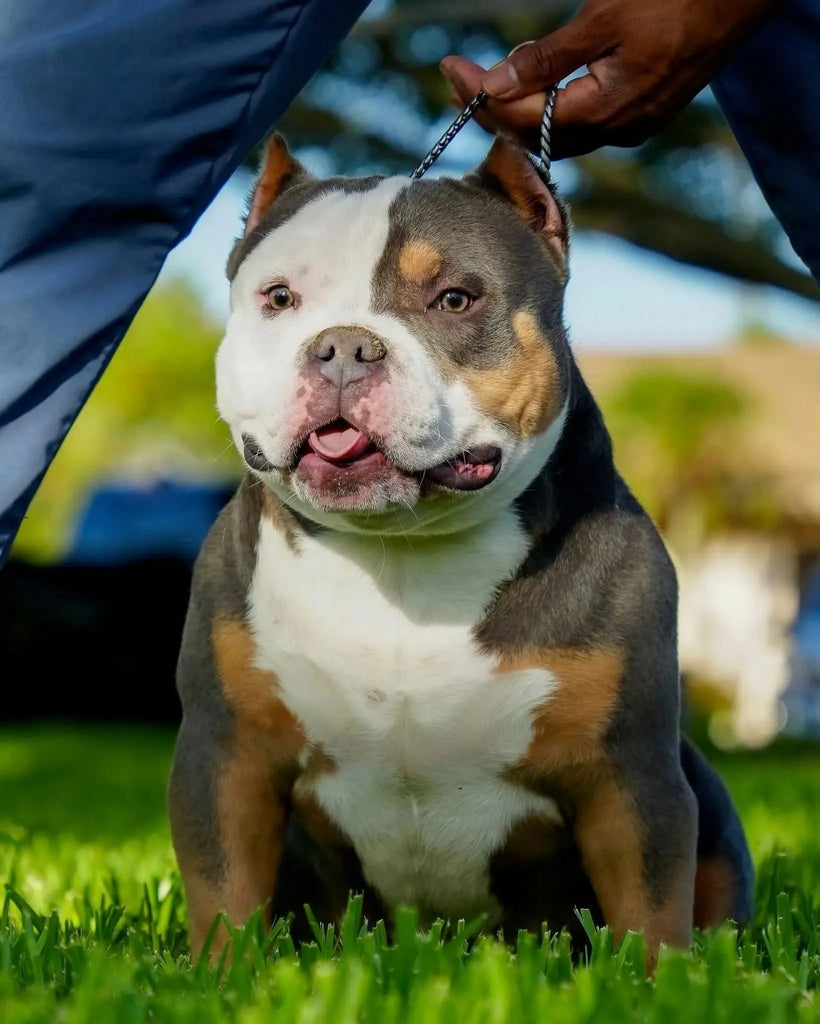 The American Bully Market is Saturated: But Quality Still Sells (2025)