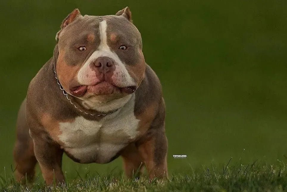 Tri Color Pit Bull & American Bully: History & Genetics